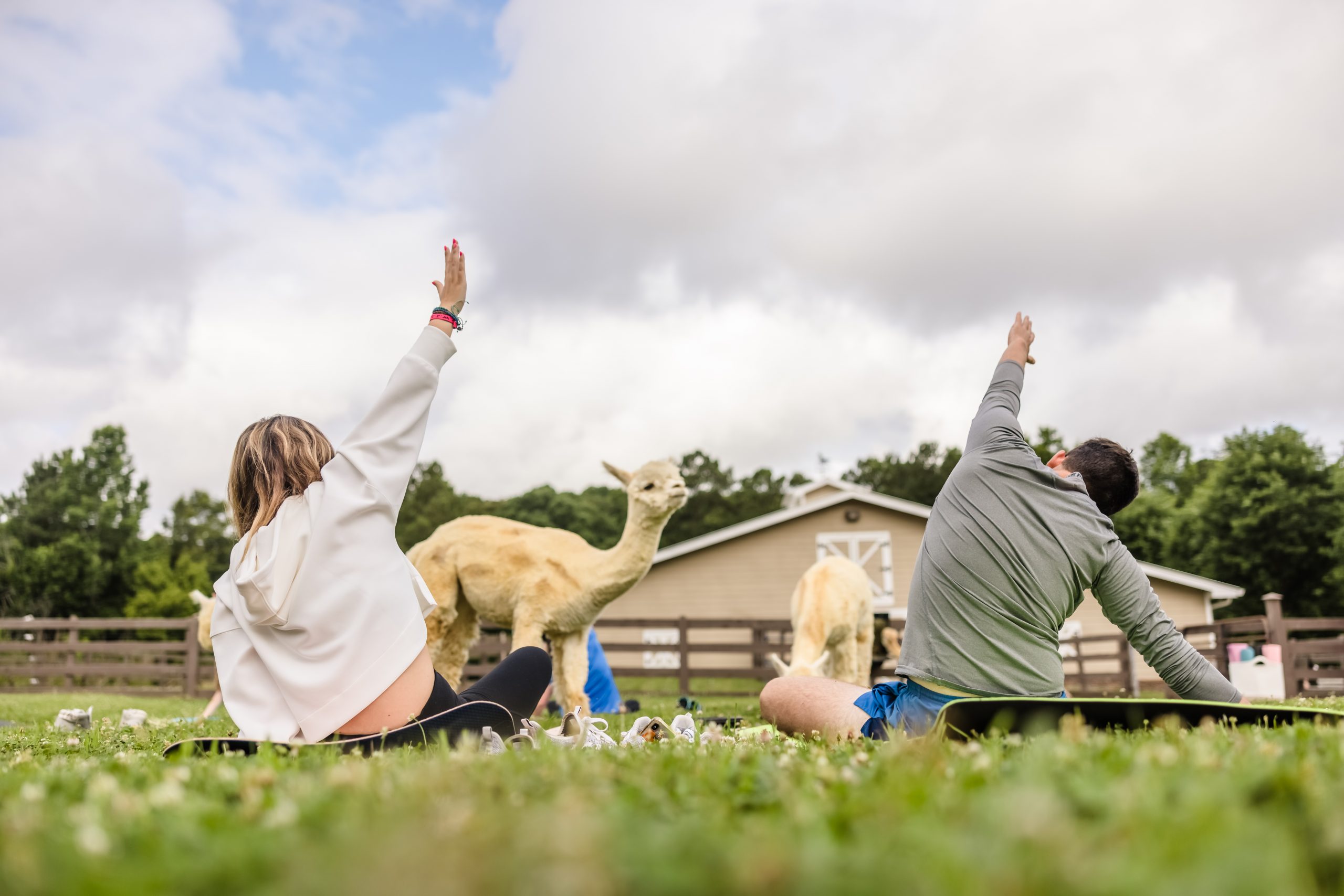 Sugar Valley Alpacas: The Zen Life - Read V3